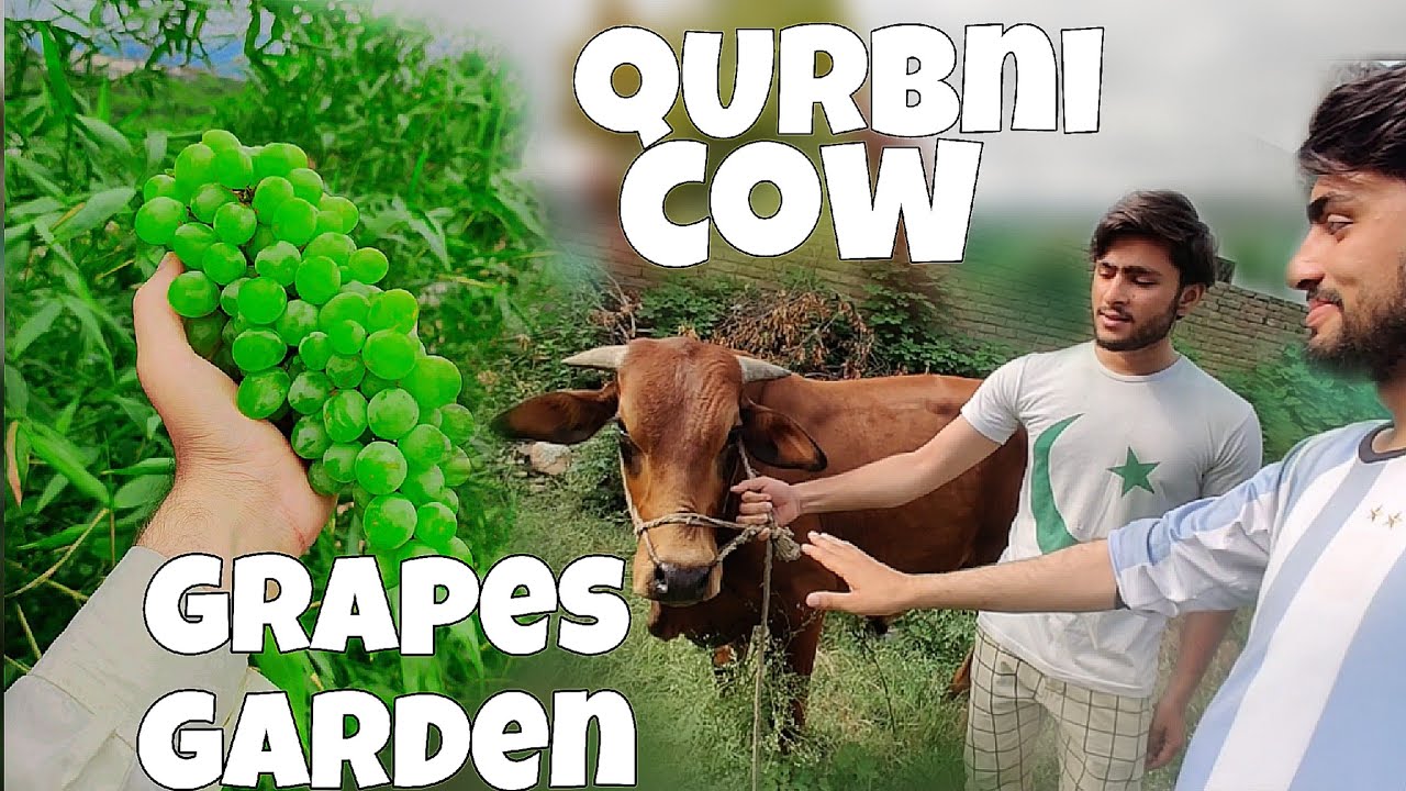 QURBANI KA JANVER LY LEYA 😍/AJ GRAPES GARDEN GEYA 😍 - YouTube