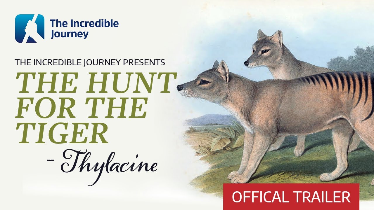 The Hunt for the Tiger (Thylacine) – OFFICAL TRAILER 1 - YouTube