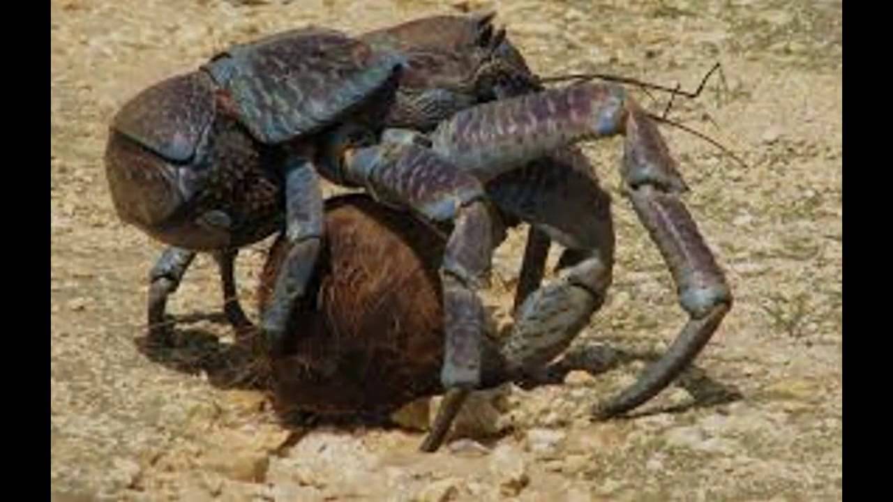 Top 10 des animaux les plus rares et étranges du monde ! - YouTube