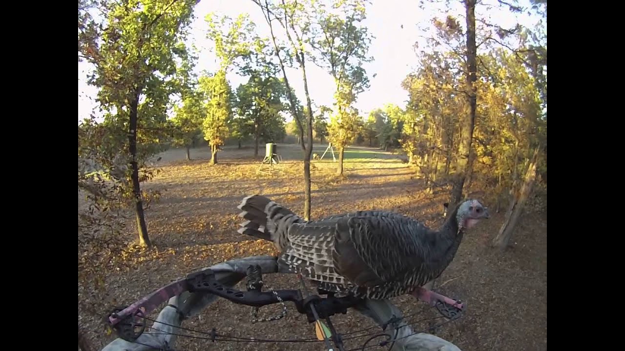 Turkey Jumps on hunters bow during hunt - YouTube