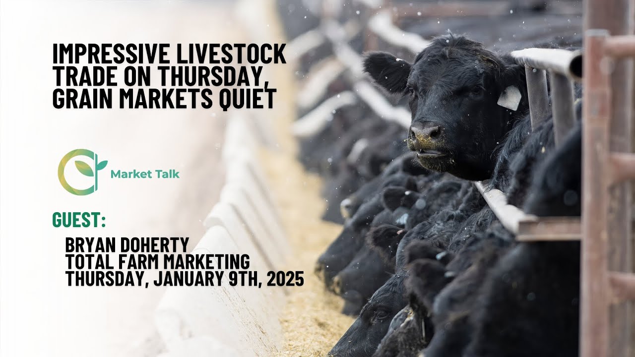 Impressive Livestock Trade on Thursday - YouTube