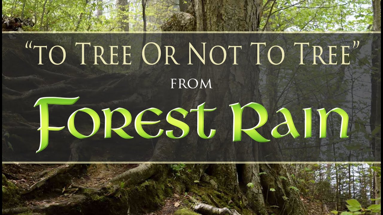 "To Tree Or Not To Tree" from FOREST RAIN by Dean Evenson - YouTube