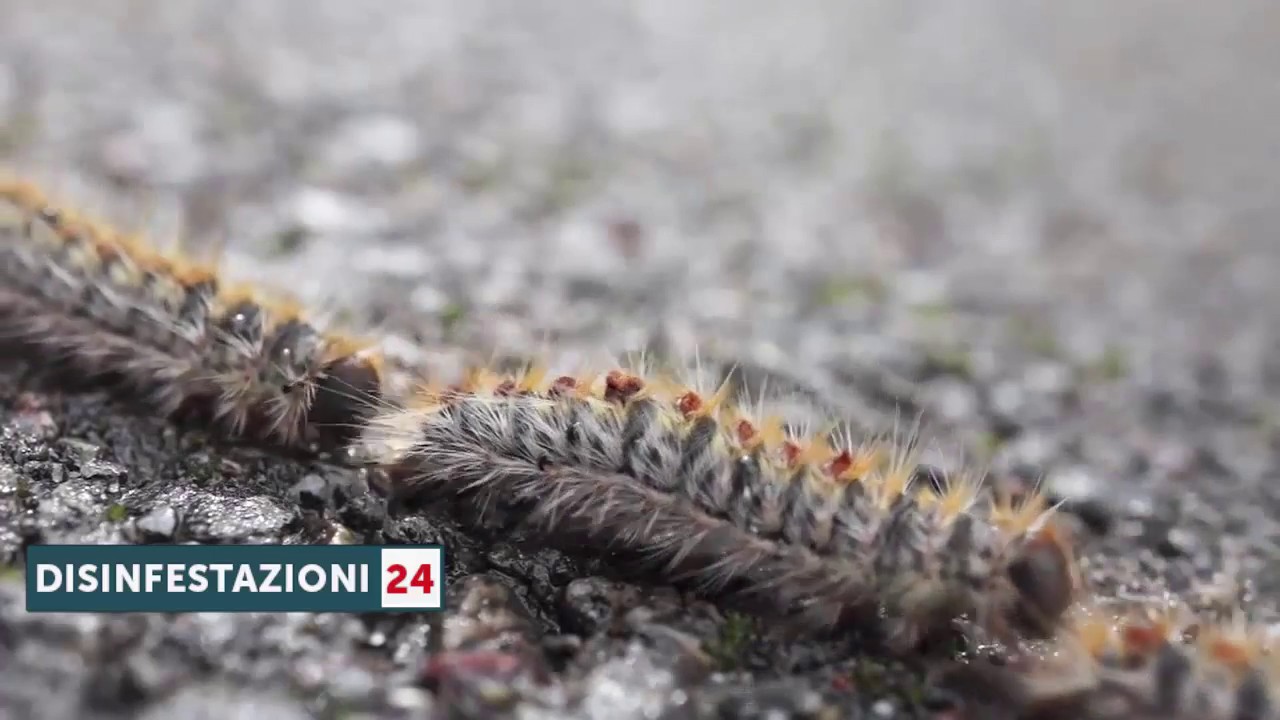 La Processionaria del Pino - YouTube