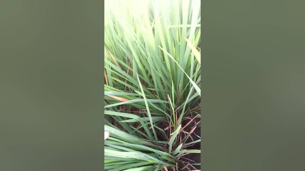 Padi varitas ip32 produksi benih padi Blambangan banyuwangi - YouTube