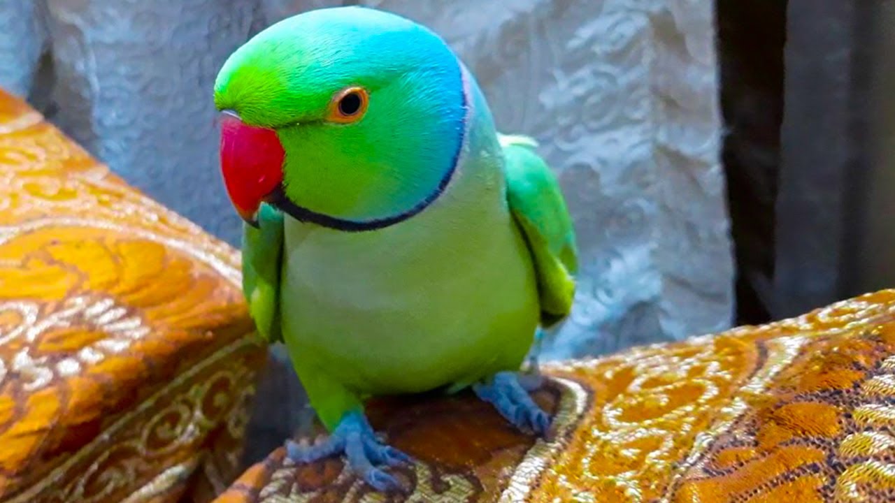 Fully Hand Tamed Talking Parrot - YouTube