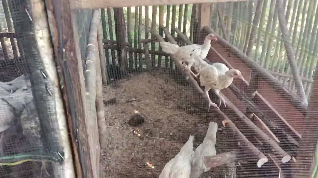 Beternak Ayam Kampung Rumahan 1 - YouTube
