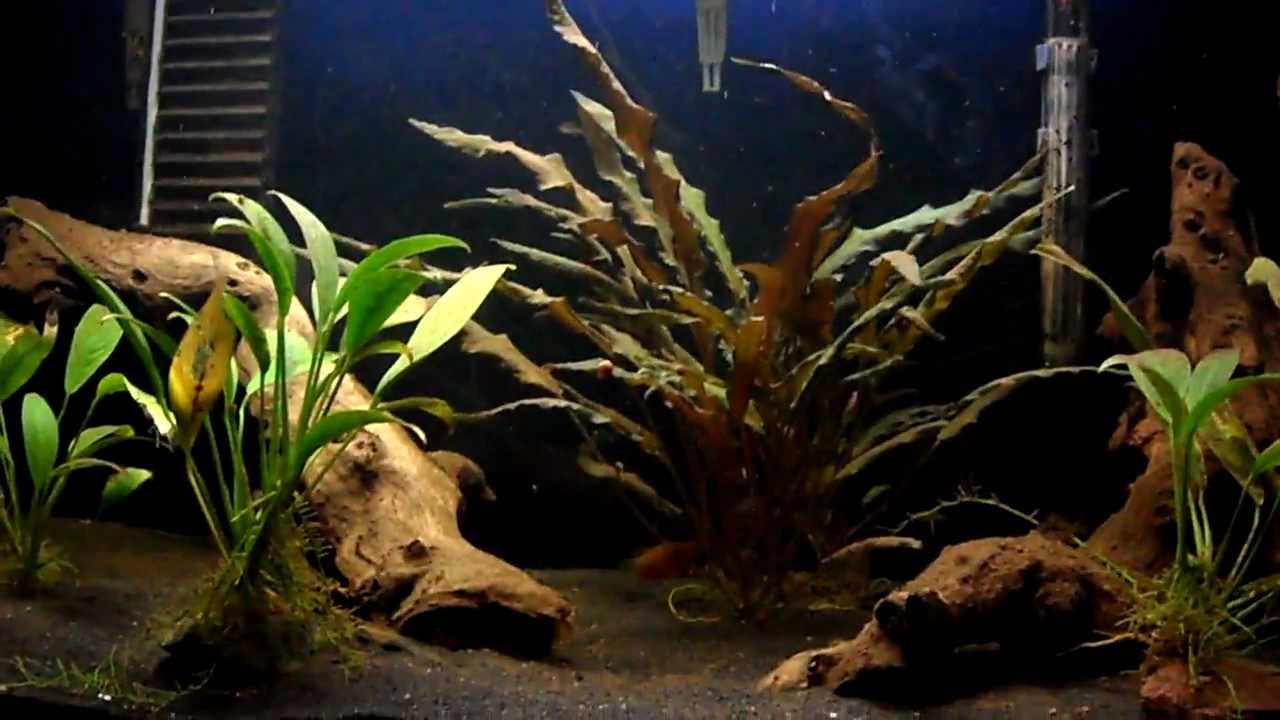 30 Gallon- New Fish and Update- Backer's Tank - YouTube