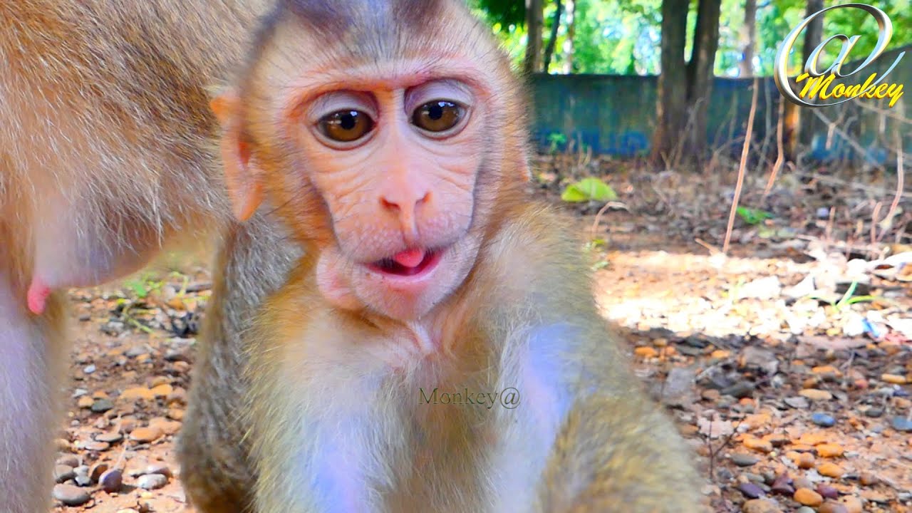 Adorable and brave with the baby SABA to play with the humans. - YouTube