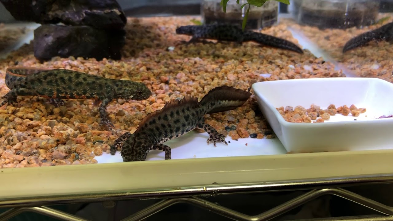 Triturus macedonicus (マケドニアクシイモリ) - YouTube