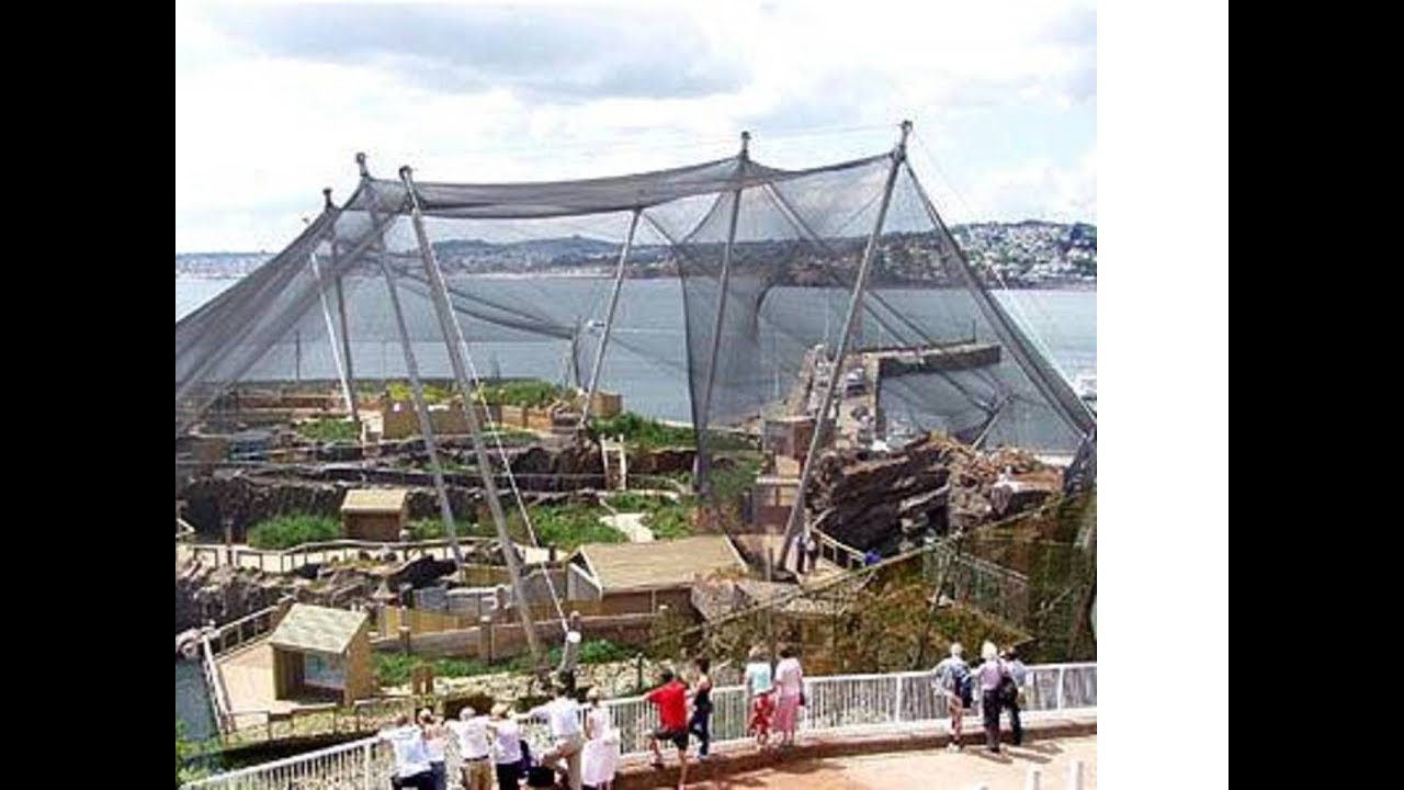 Living coasts Torquay - YouTube