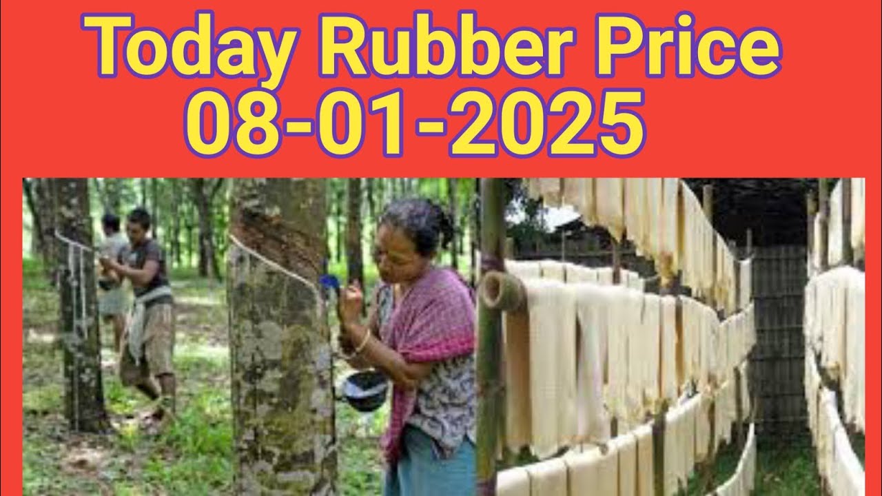 Today Rubber Price inTripura 08-01-2025@ShortGuide123youtube - YouTube