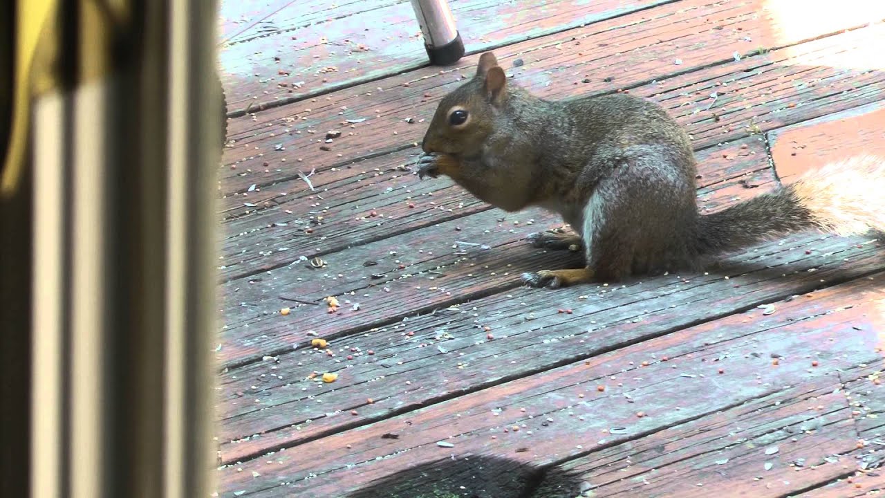 squirrel antics on our back deck in Lenexa, Kansas May 14, 2012 1080p ...