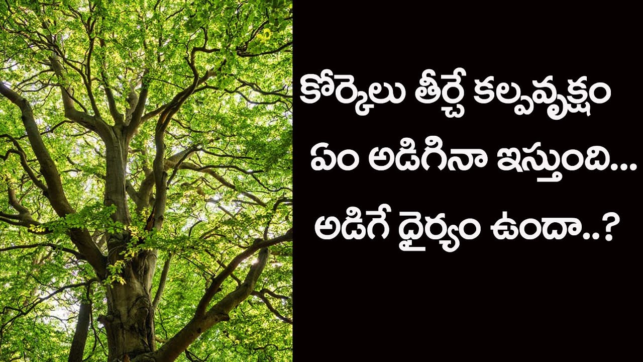 Kalpa Vruksham Story That Helps Us To Reach Our Goals - YouTube