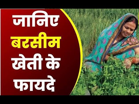 बरसीम की फसल/Cultivation of Berseem/ Egyptian clover Crop # ...