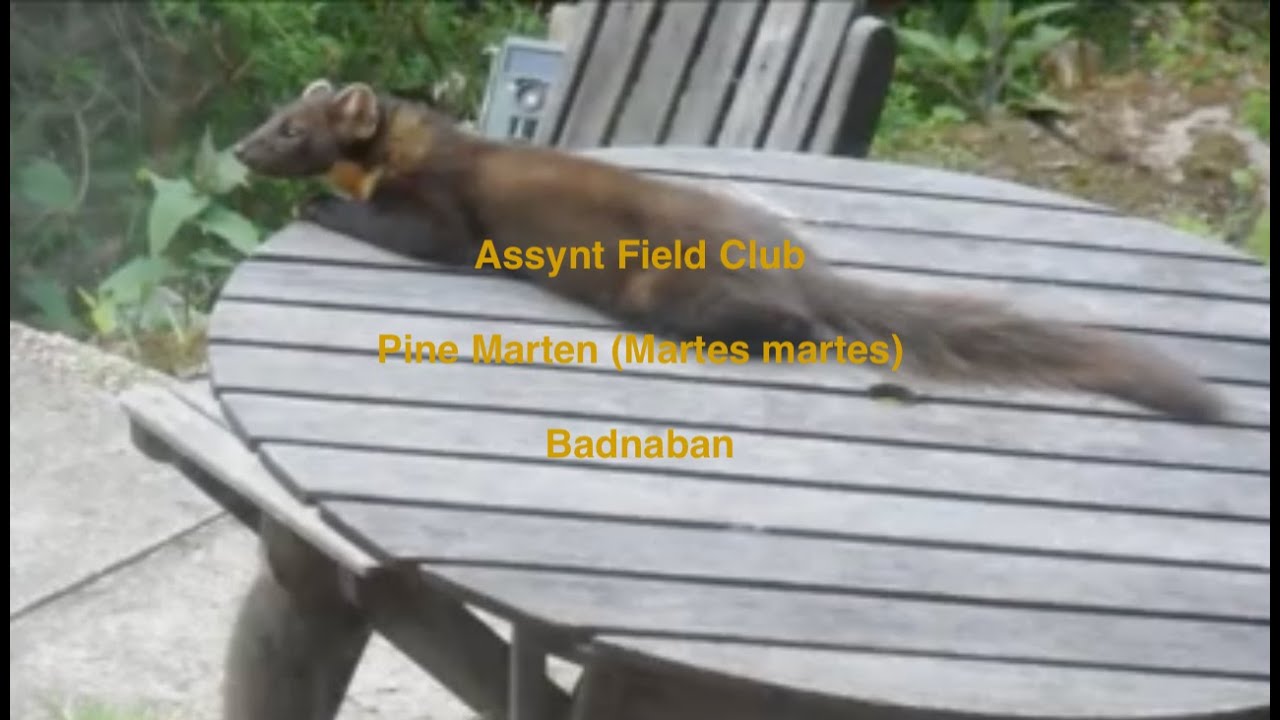 Visiting Pine Martens at Badnaban - YouTube