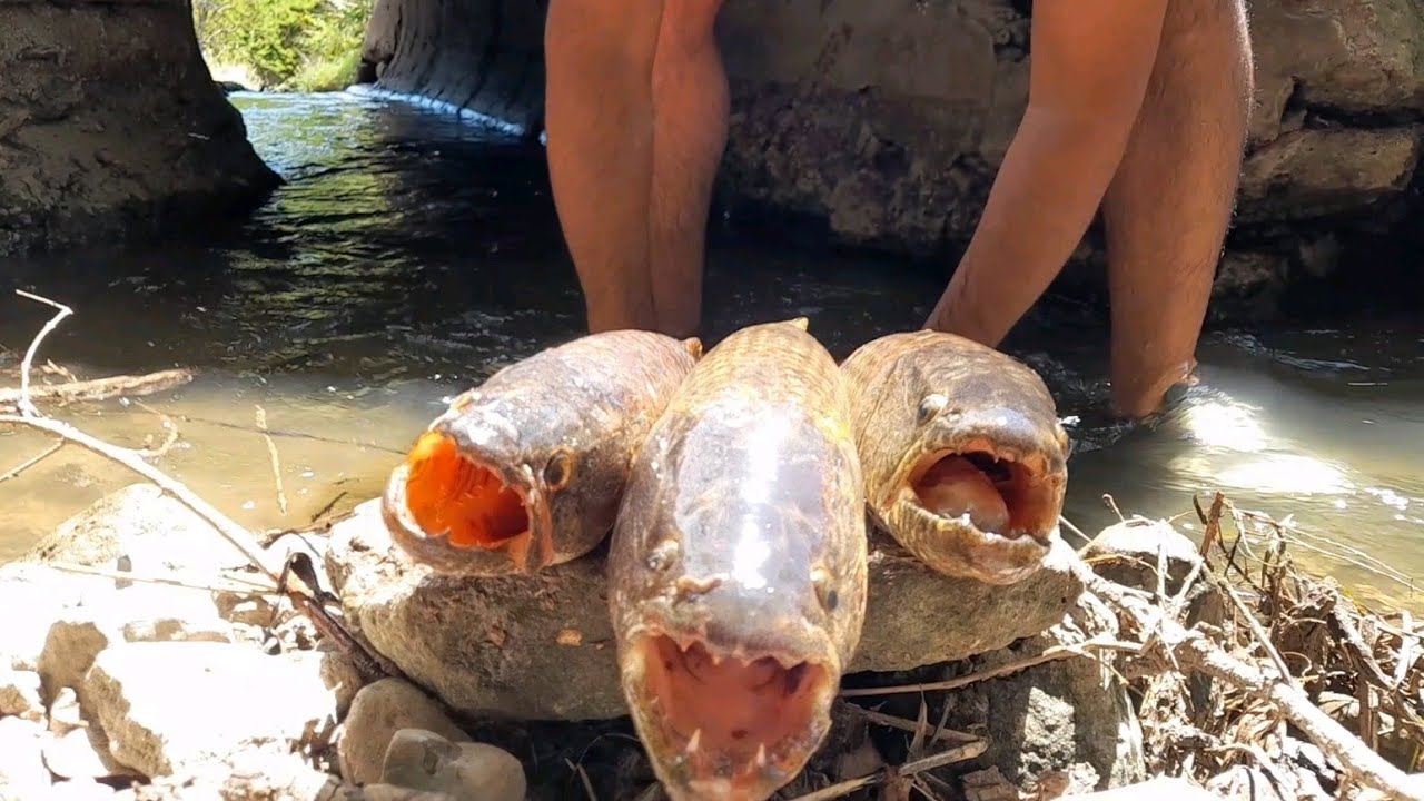 TARUCHAS, BAGRES, NATURALEZA, ARROYO, CAMPAMENTO, VERANO, MOSQUITOS Y ...