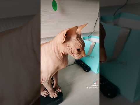 Sonido Antiguo Egipto Con Gato Esfinge