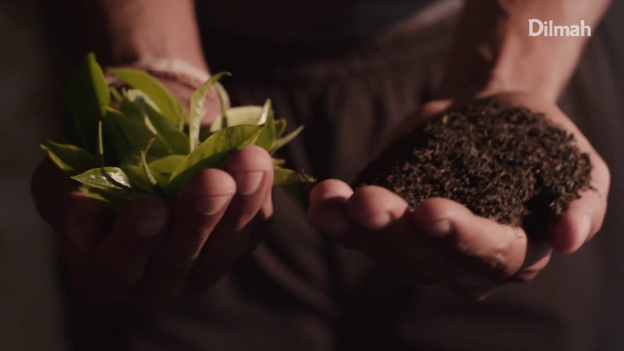 The Story of Tea - Dilmah - YouTube