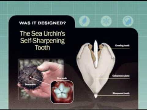 Evolution or Design ? The Sea Urchin's Self-Sharpening Tooth - YouTube