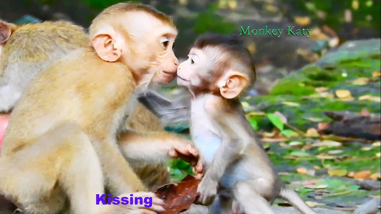 Happy time! New abandon monkey Alex kissing angel Rainbow so sweetly ...
