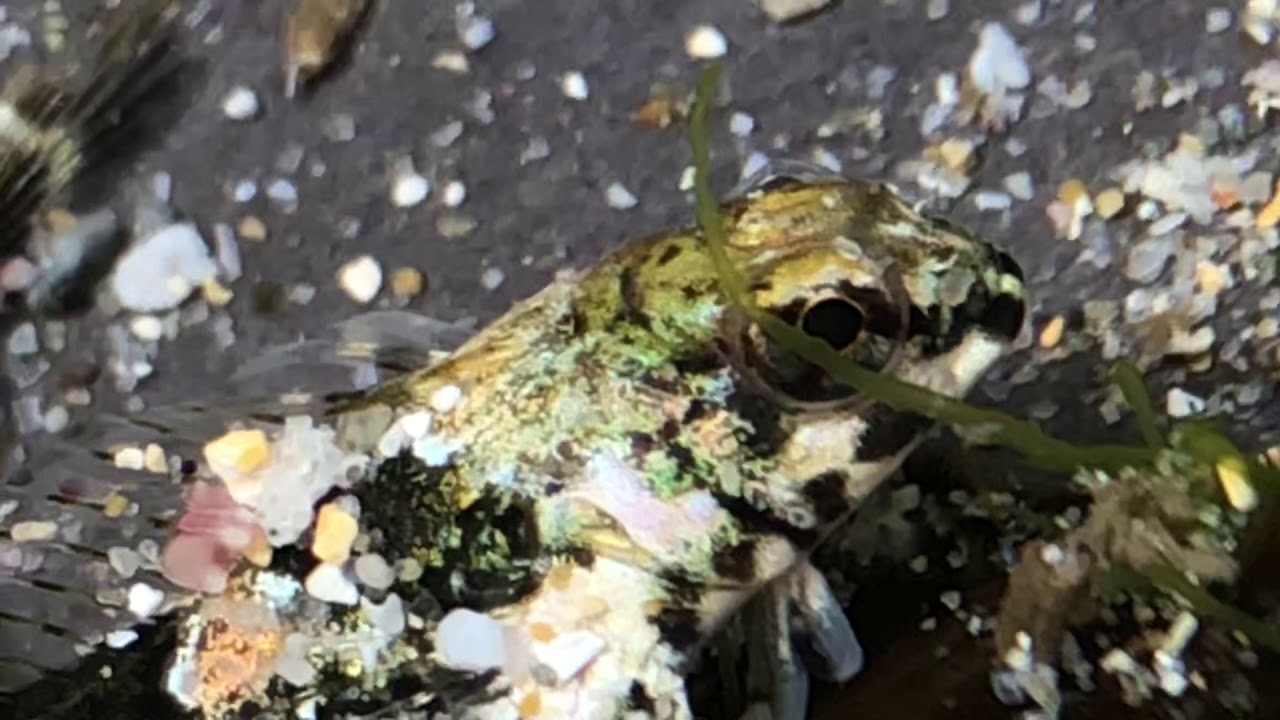 Rock pool fish - YouTube