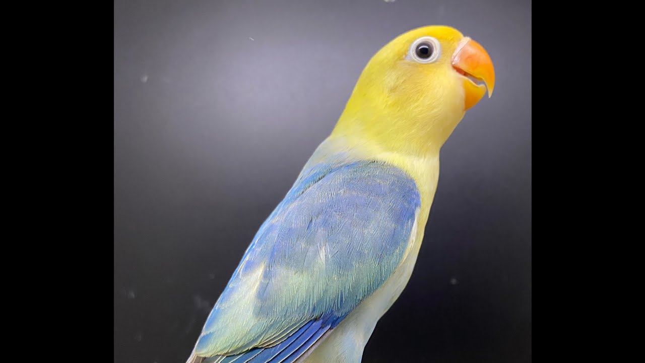 Parblue Split Ino. - YouTube