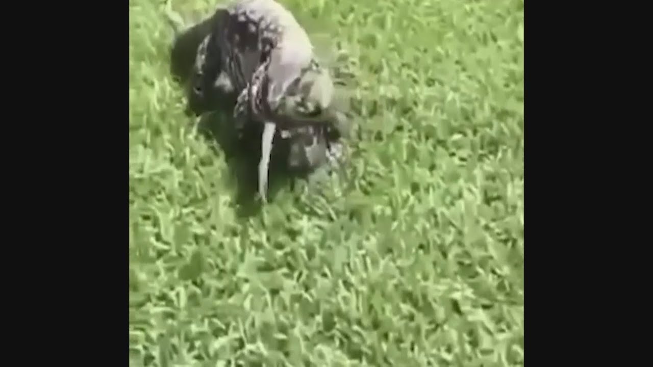 lizard meme - YouTube