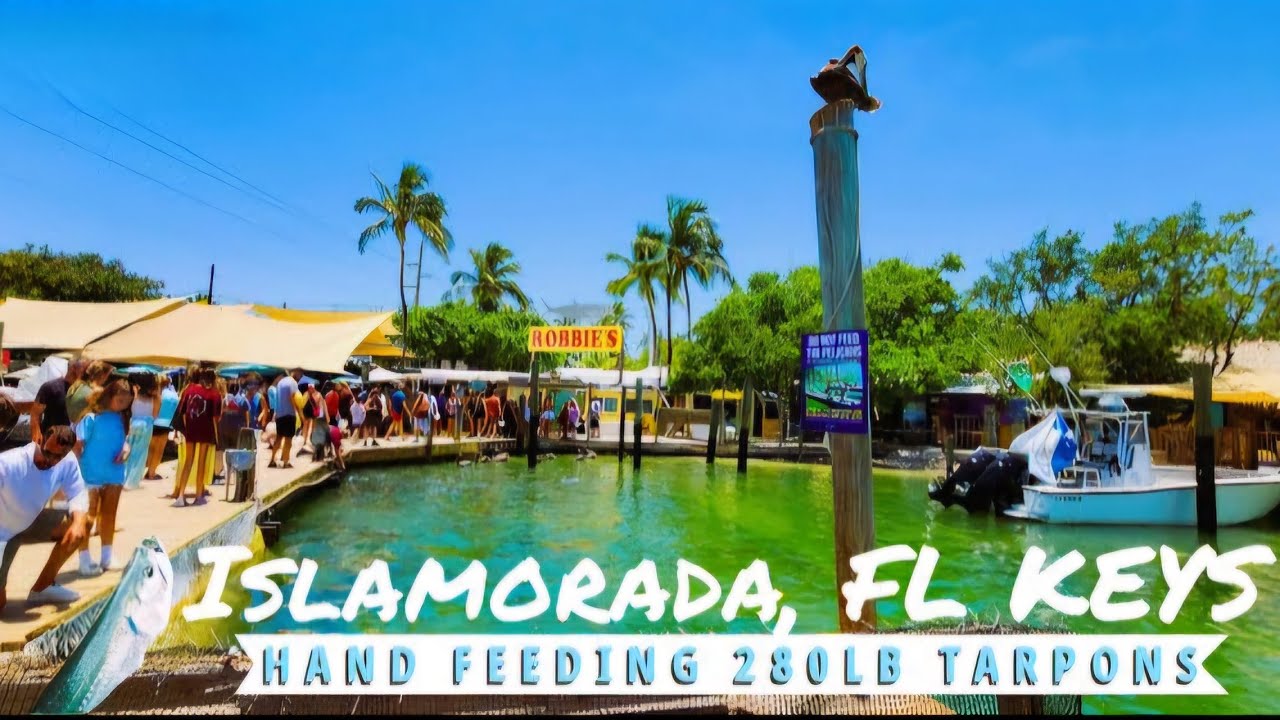 Feeding Tarpon at Robbie's Marina of Islamorada in the Florida Keys ...