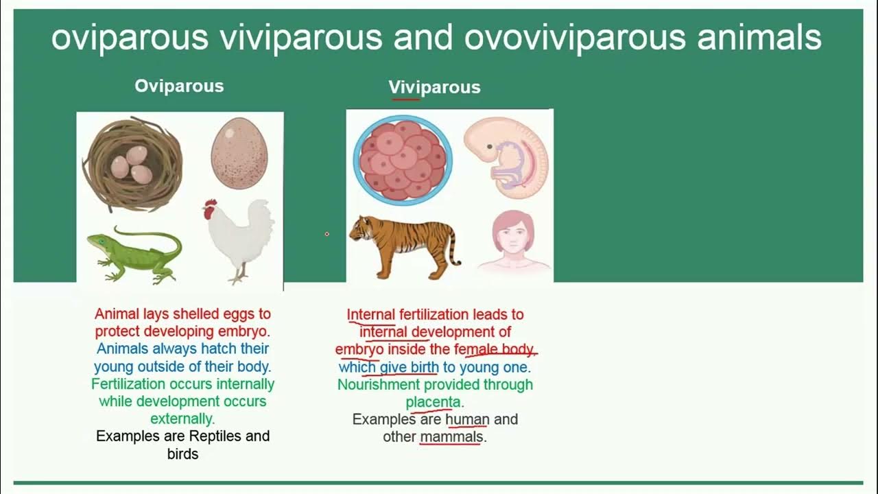 Oviparous Viviparous and Ovoviviparous Animals | Reproduction - YouTube