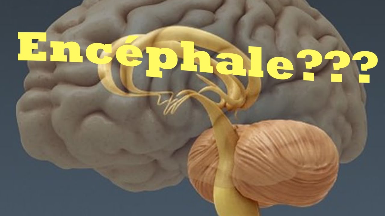 Système Nerveux Central - YouTube