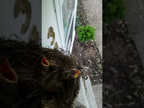 Bb bird😍 - YouTube