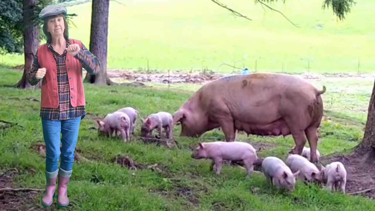 Old McDonald had a farm. Song with some Makaton signing. Sang by Sue ...