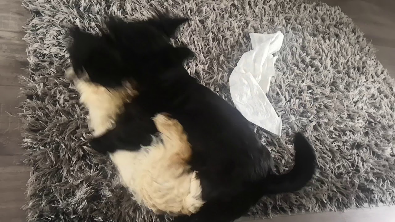 2 Scottish Terriers play fighting 2020 - YouTube