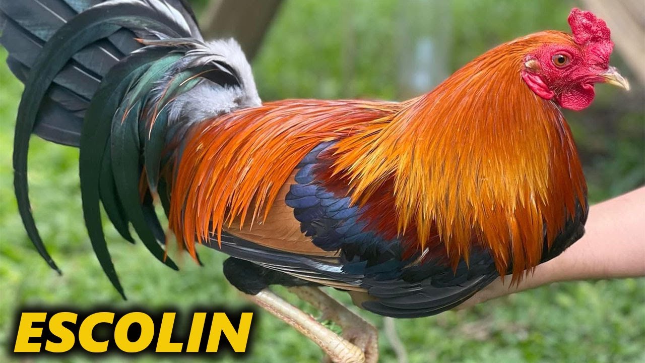 ESCOLIN !! Jcj Farm Juan Bidiones Beautiful Birds - YouTube