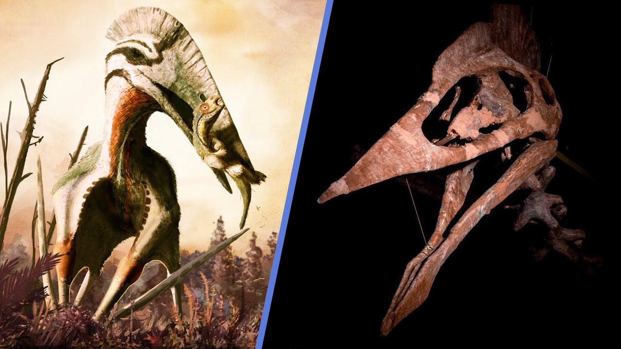 Meet Dracula - The Largest Pterosaur That Ever Flew? | BoneHeads in ...