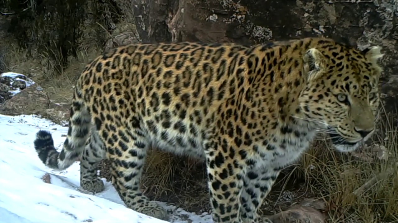 Common Leopard video compilation, Valley of the Cats, January 2019 ...
