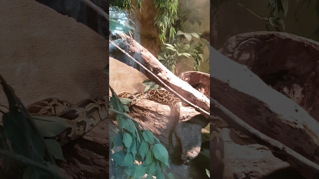 Tijgerpython dierentuin blijdorp 2019 - YouTube
