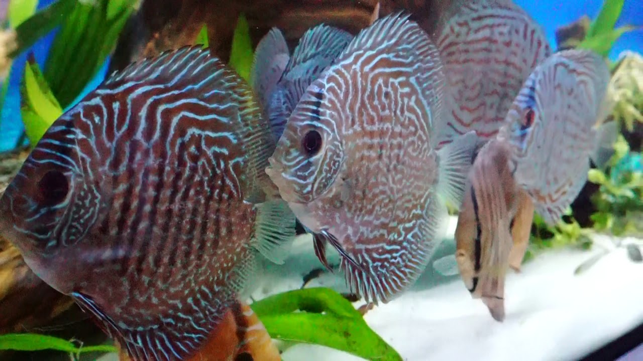 My new Punchard Discus - YouTube