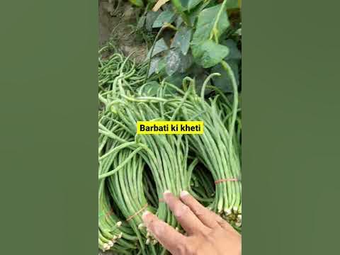 lobia ki kheti kaise hoti hia | long beans farming | Barbati ki kheti | boda ki kheti kaise ...