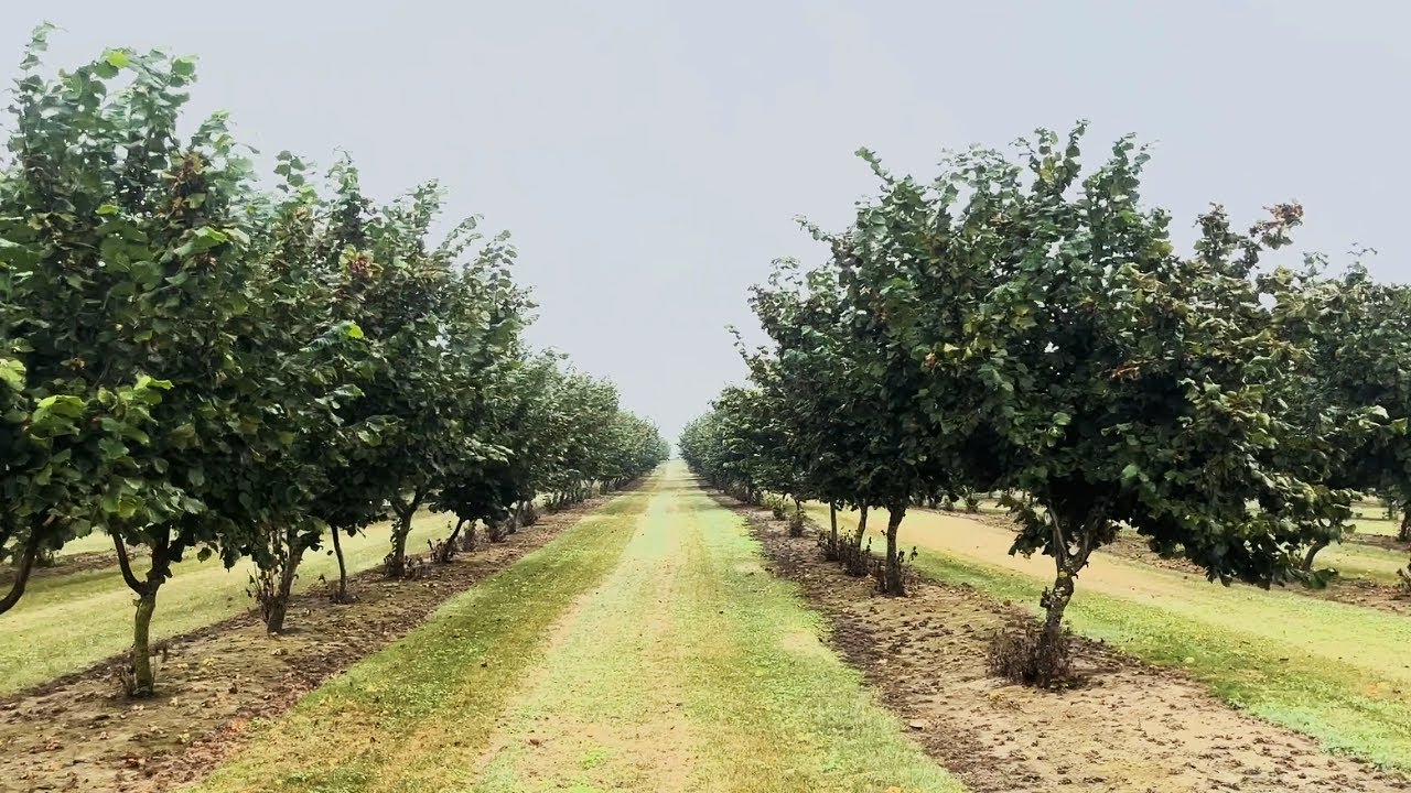 Inter-row Cover Cropping with Legumes | BCCAF - YouTube