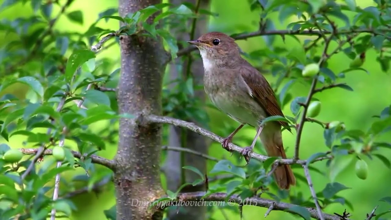 LOS PAJARITOS - YouTube