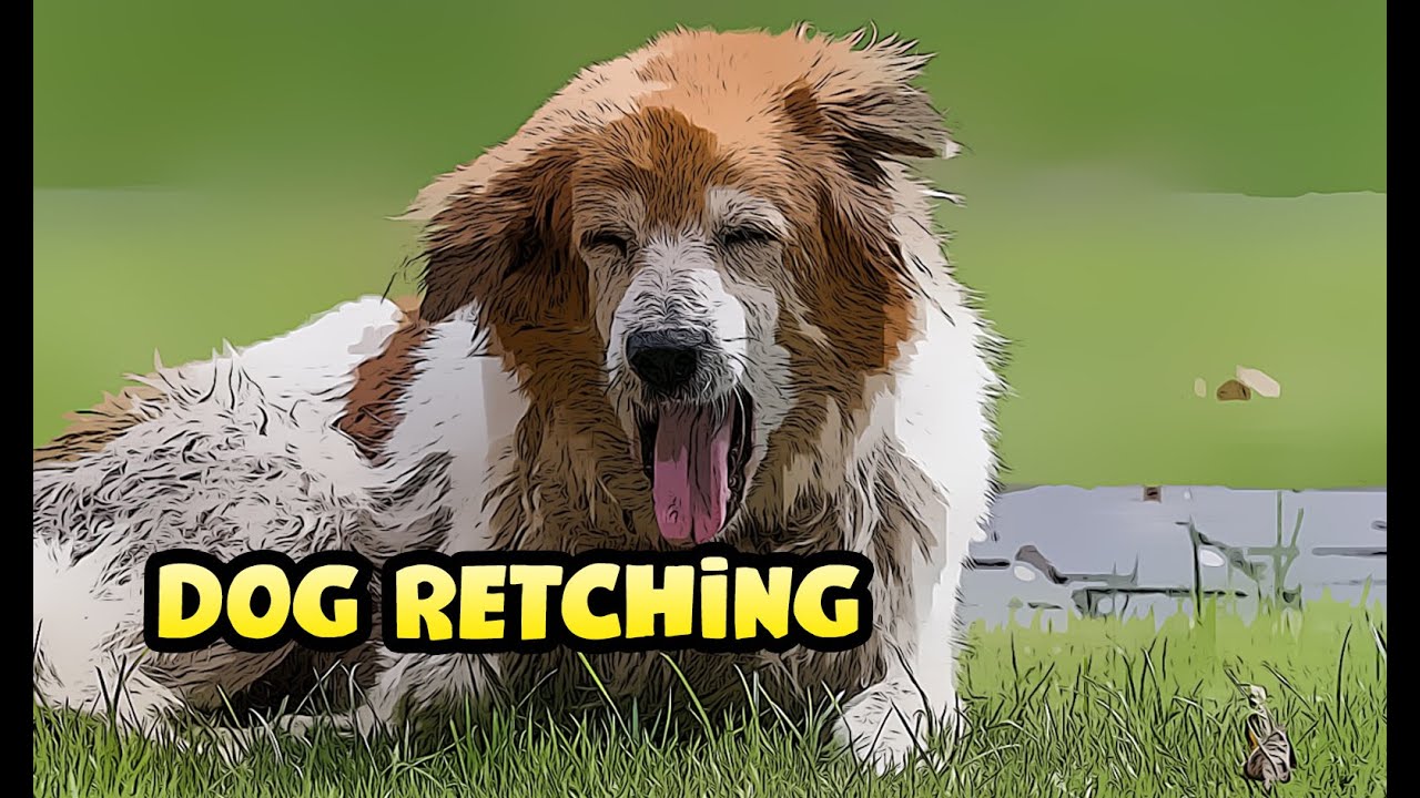 What is Retching in Dogs? Gagging and Throwing Up - YouTube