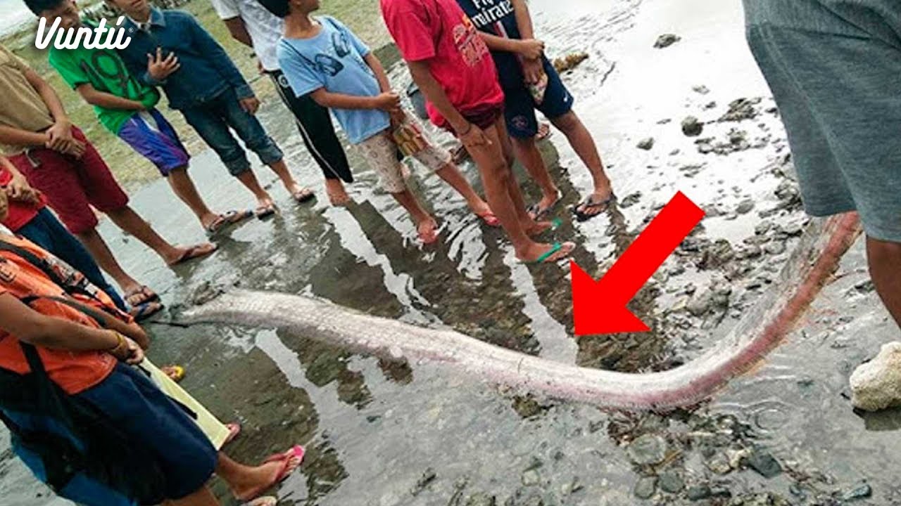 Si ves a este extraño pez en la superficie: CORRE, algo serio está a ...
