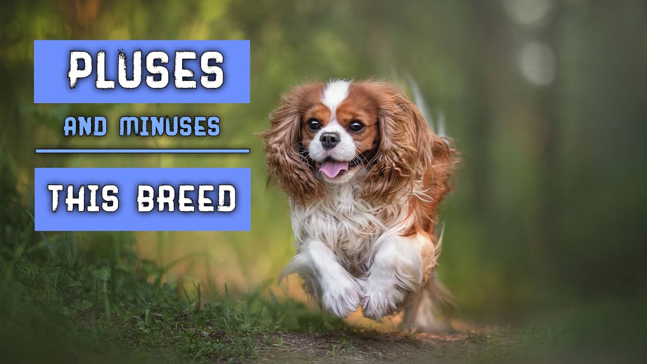 What you NEED to know about the dog breed: Facts about the Cavalier ...