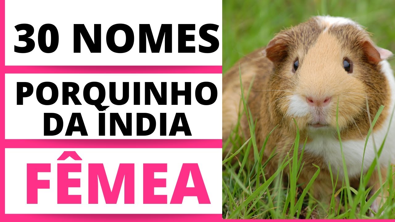 Nomes Para Porquinho Da índia Fêmea - BRAINCP