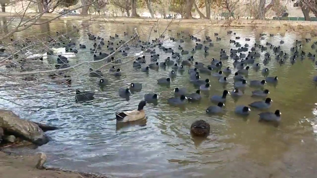 Duck Park Hesperia CA 4 - YouTube