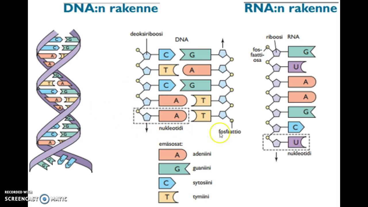 DNA:n ja RNA:n rakenne - YouTube
