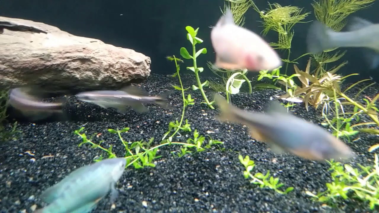 Bluenose & Redfin Shiners - YouTube