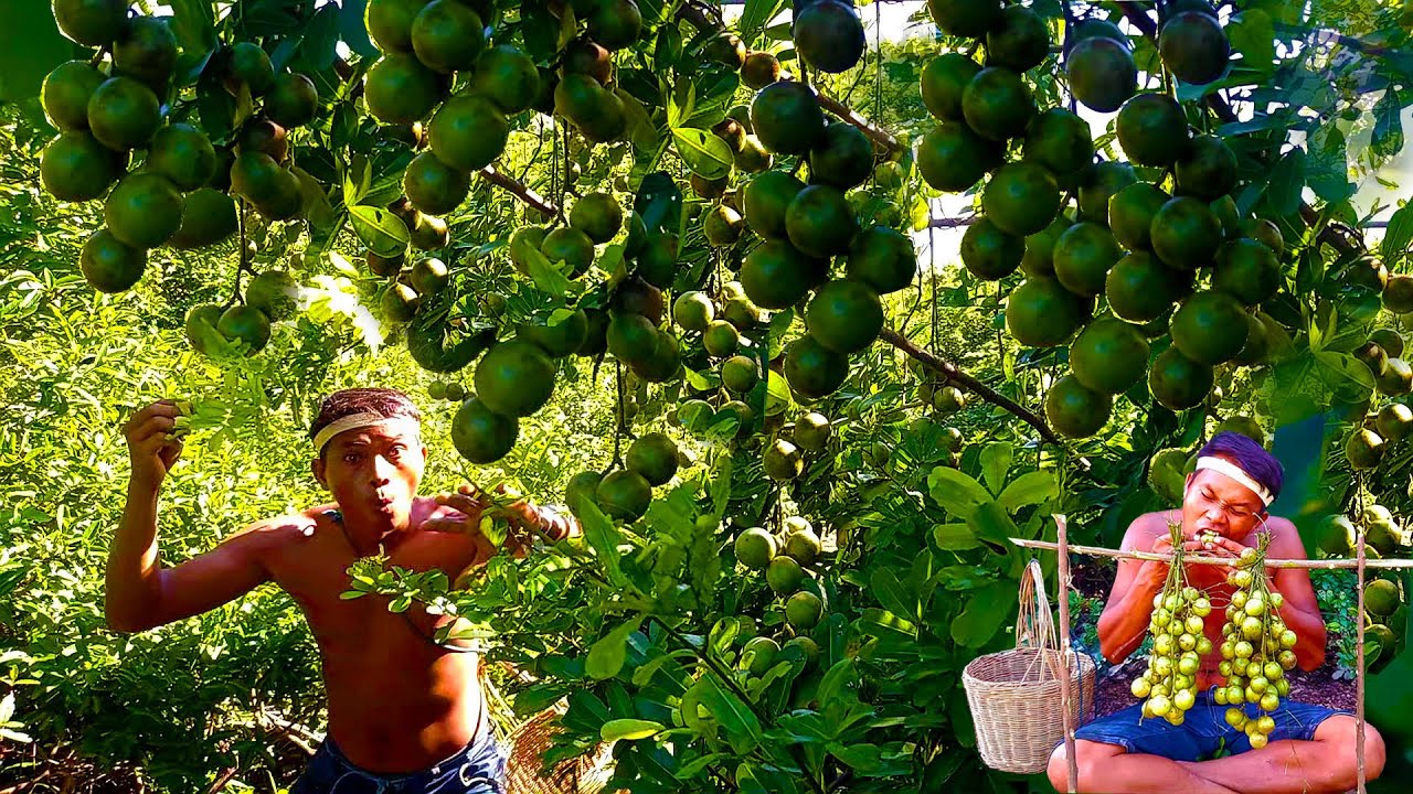 Walking Meet Rich-Fruit And Hungry Fruit in The forest Eating Delicious ...