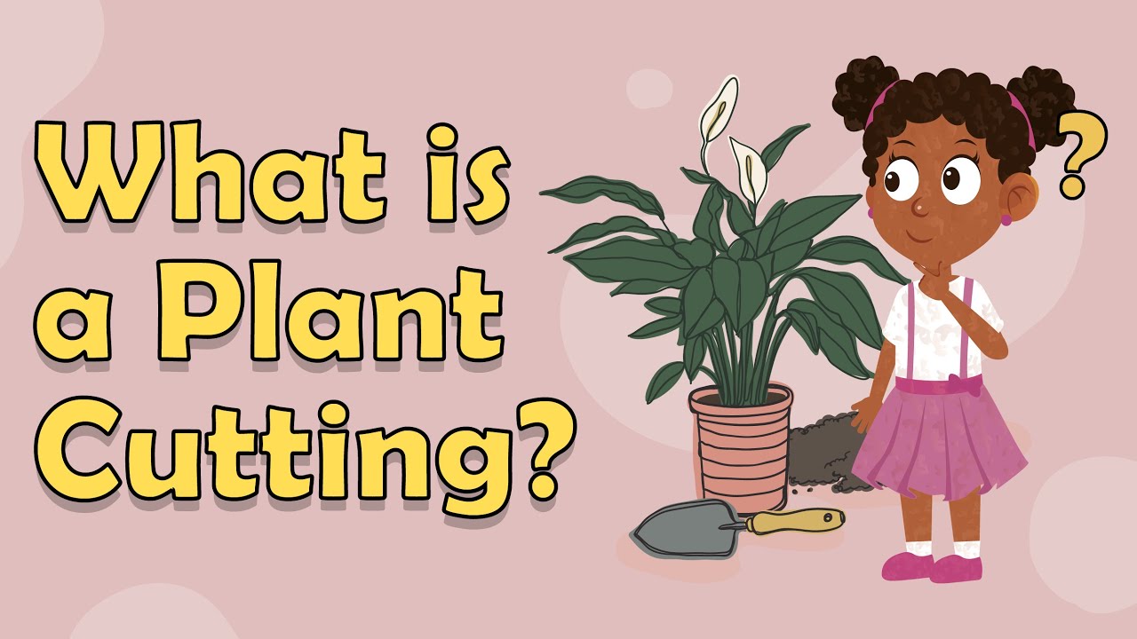 What is a Plant Cutting | Making Plants without Seeds | Biology for ...